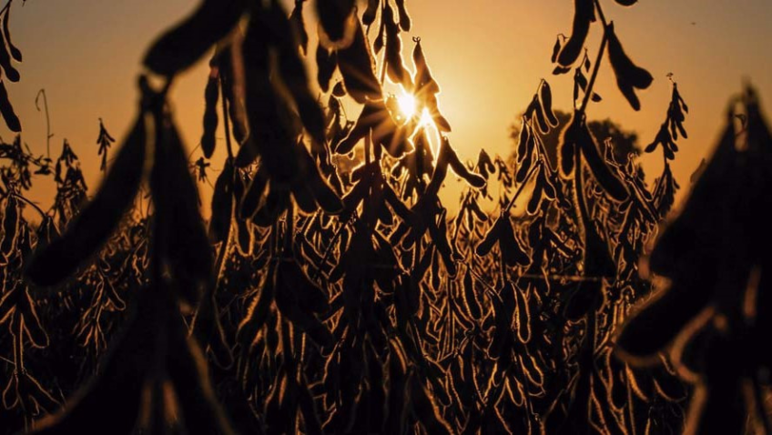 La Niña dá as cartas e produtores esperam maré de sorte | Confederação ...